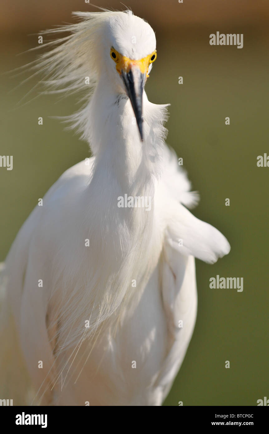 Great white egret close up hi-res stock photography and images - Alamy