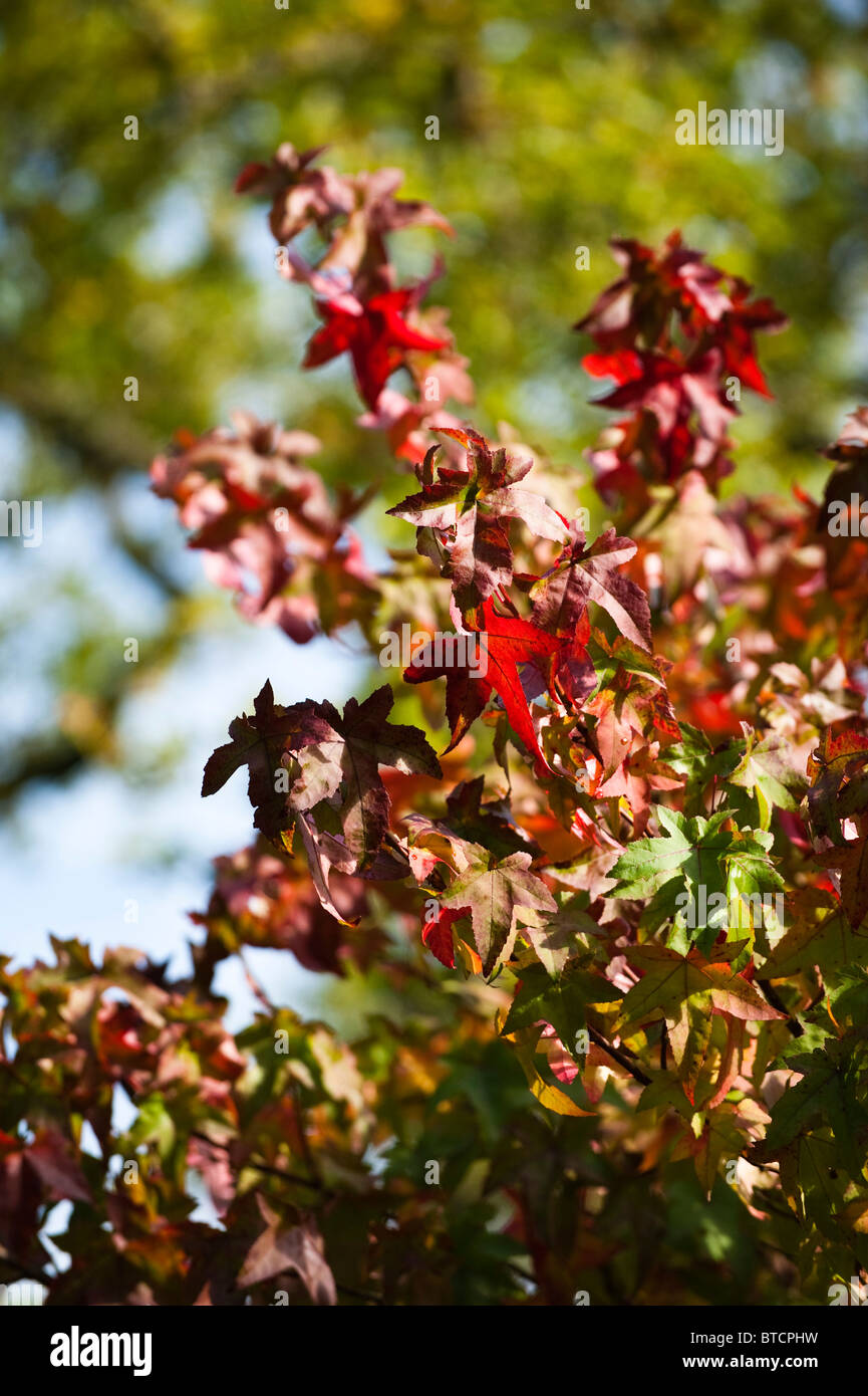 Liquidambar styraciflua 'Lane Roberts', American Sweetgum, in autumn at Westonbirt Arboretum ...