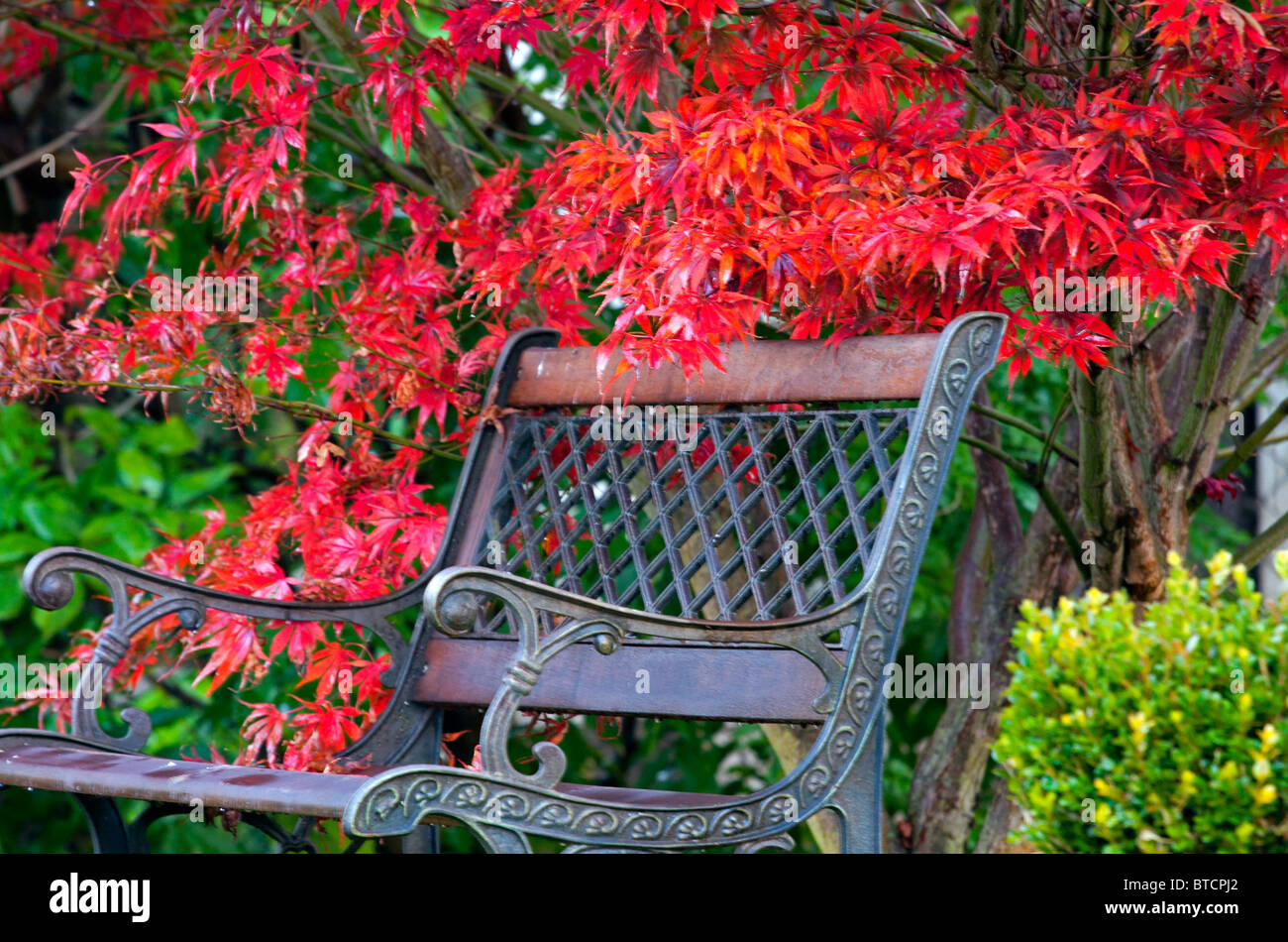 Garden bench under maple tree hi-res stock photography and images - Alamy