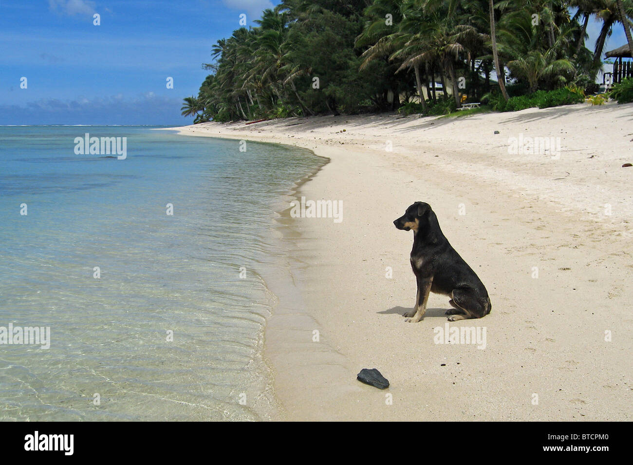 Stranded dog on deserted beach in Cook Islands Stock Photo - Alamy