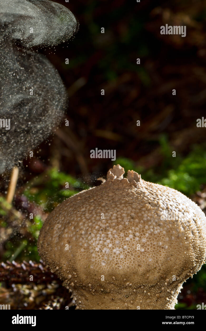 Puffball spores hi-res stock photography and images - Alamy