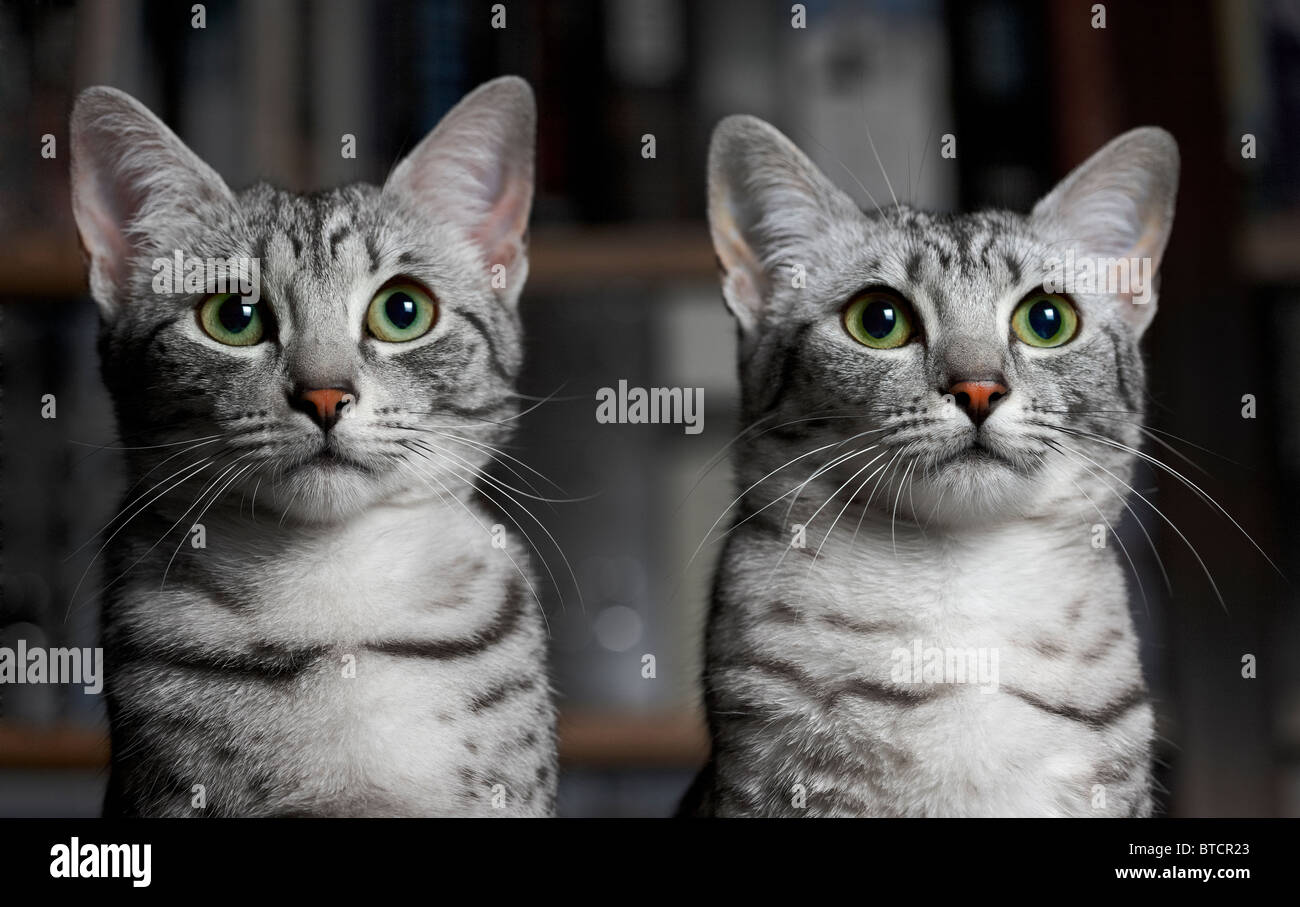 Egyptian Mau kittens Stock Photo - Alamy