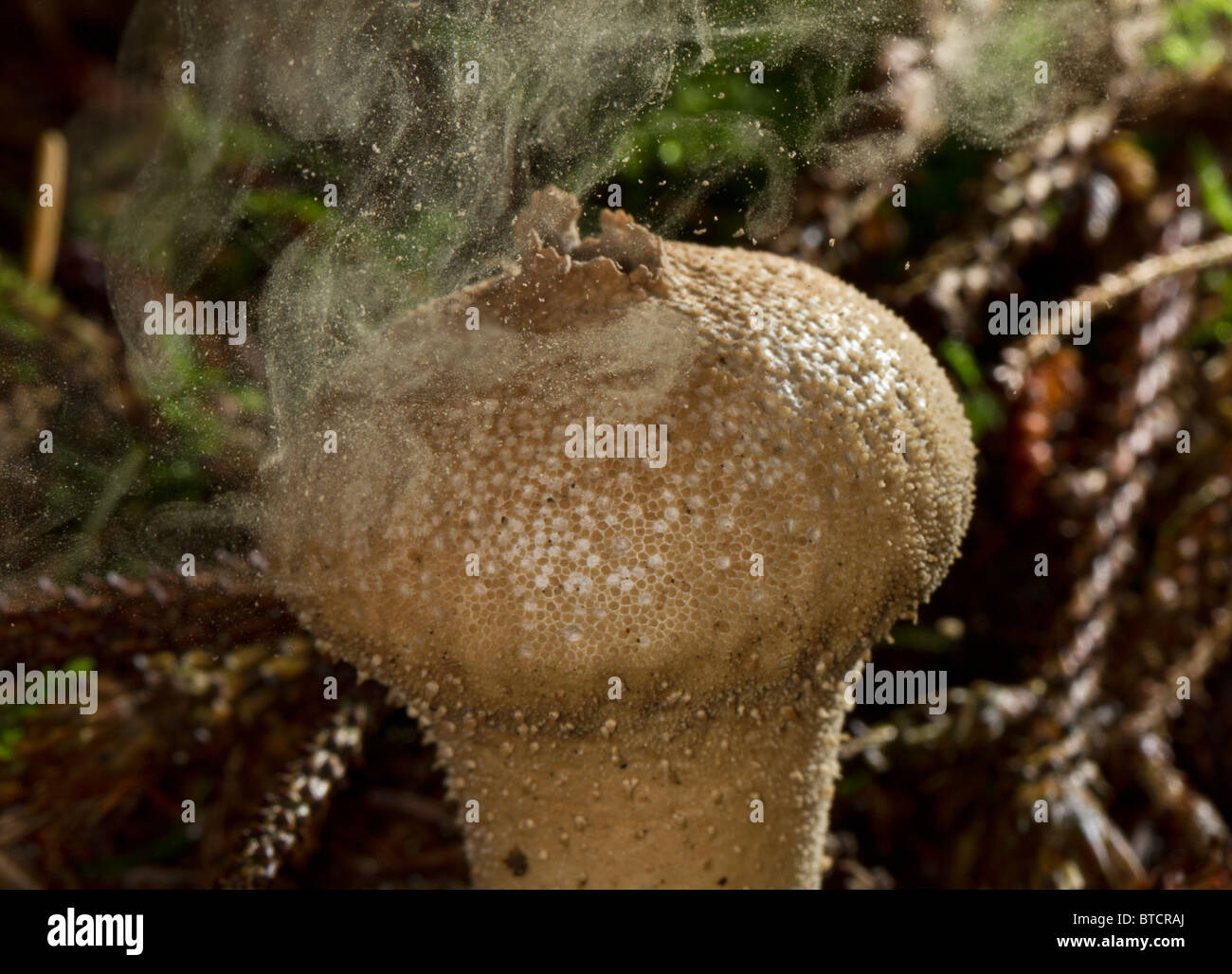 Mature stump puffball (Lycoperdon pyriforme) emitting spores Stock ...