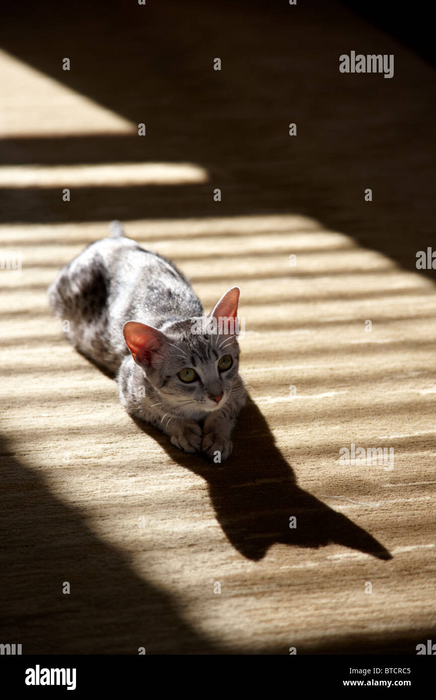 Egyptian Mau Kitten High Resolution Stock Photography and Images - Alamy