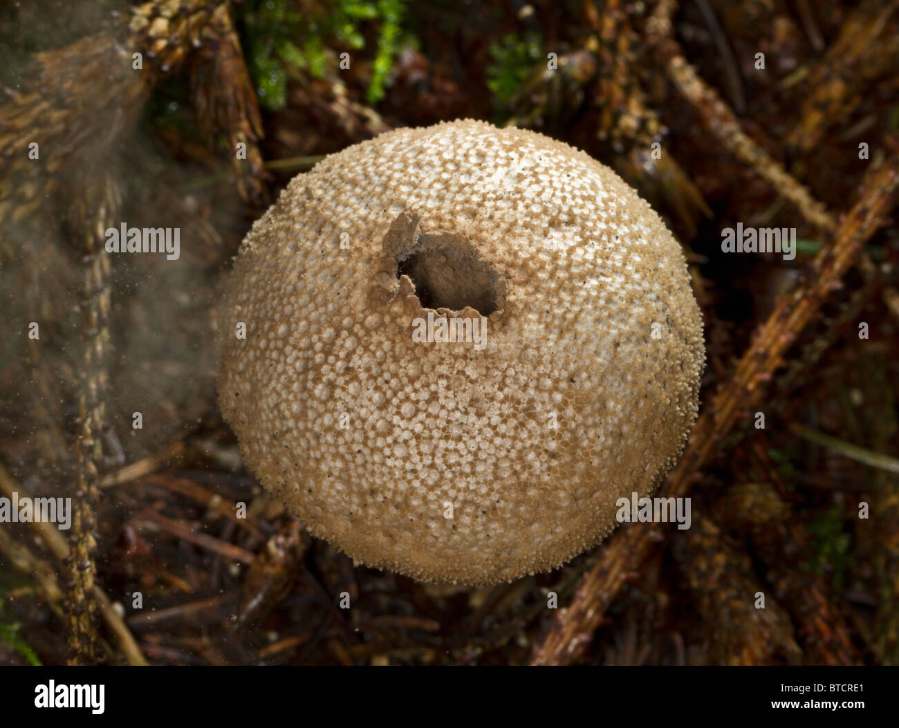 Pyriforme hi-res stock photography and images - Alamy