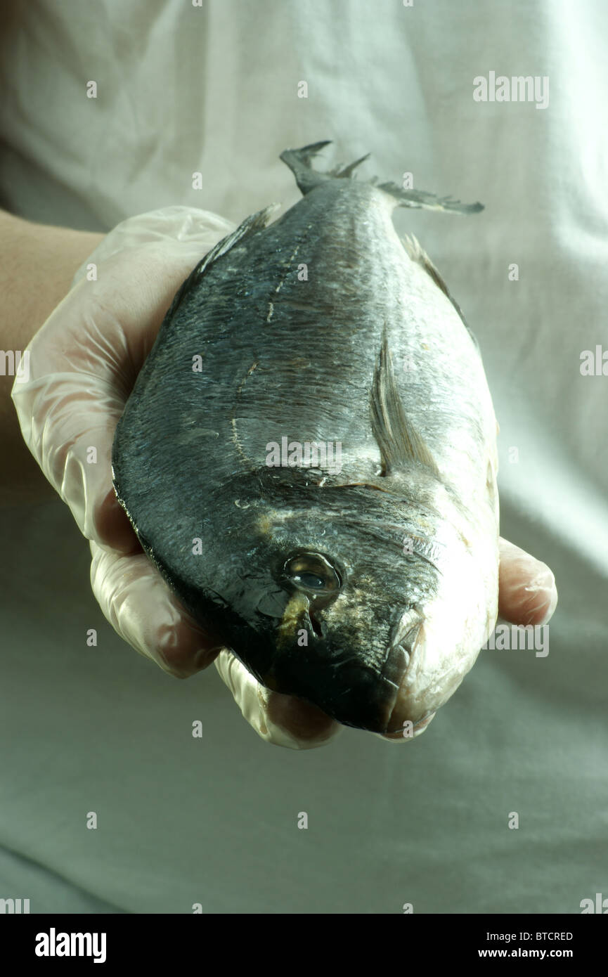hold one fresh organic african tilapia Stock Photo - Alamy