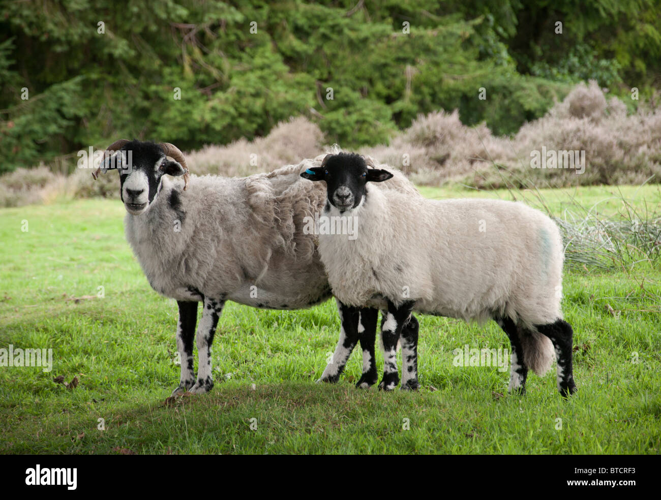 Swaledale sheep ewe livestock hi-res stock photography and images - Alamy