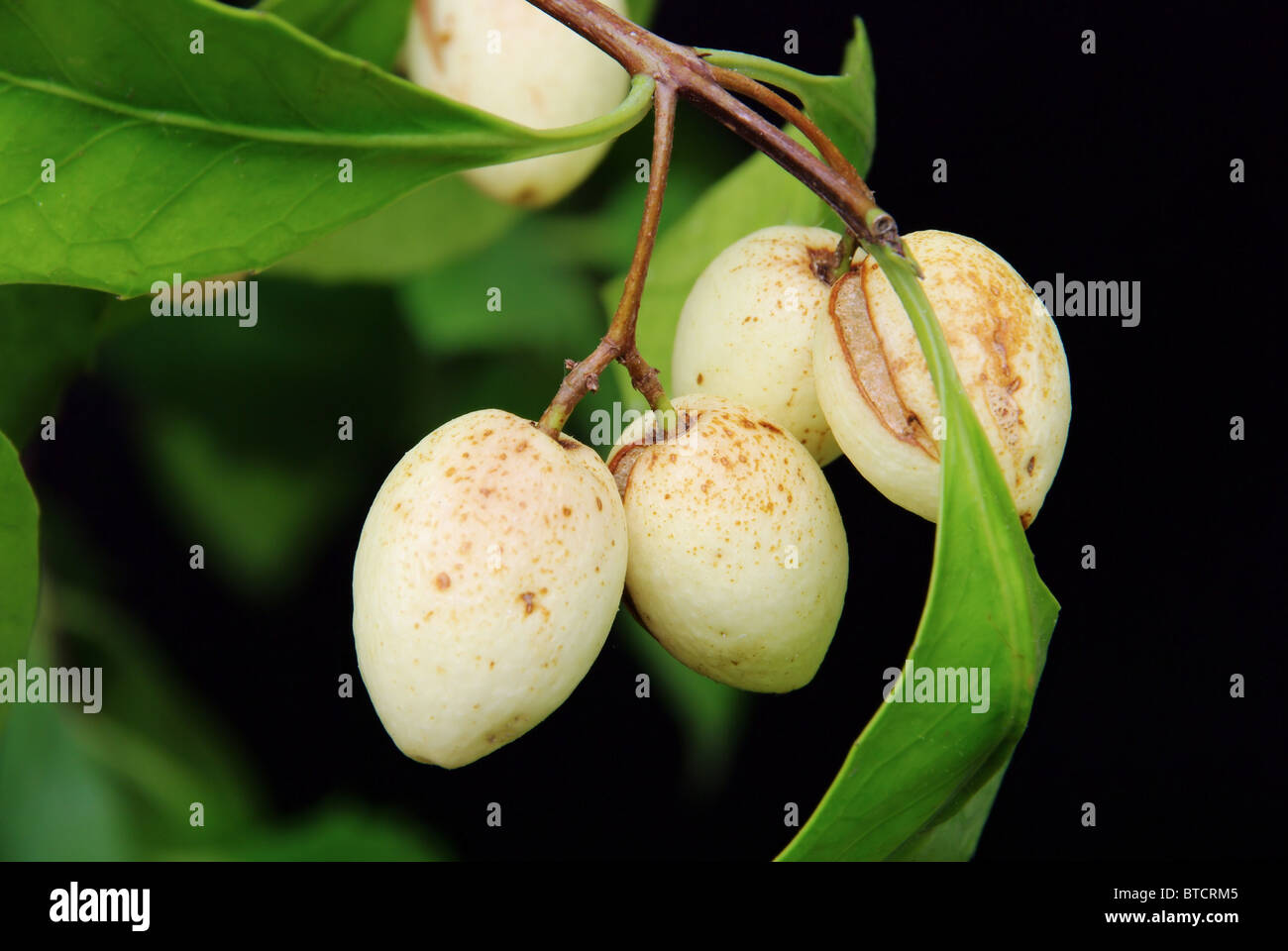 Elaeodendron orientale hi-res stock photography and images - Alamy