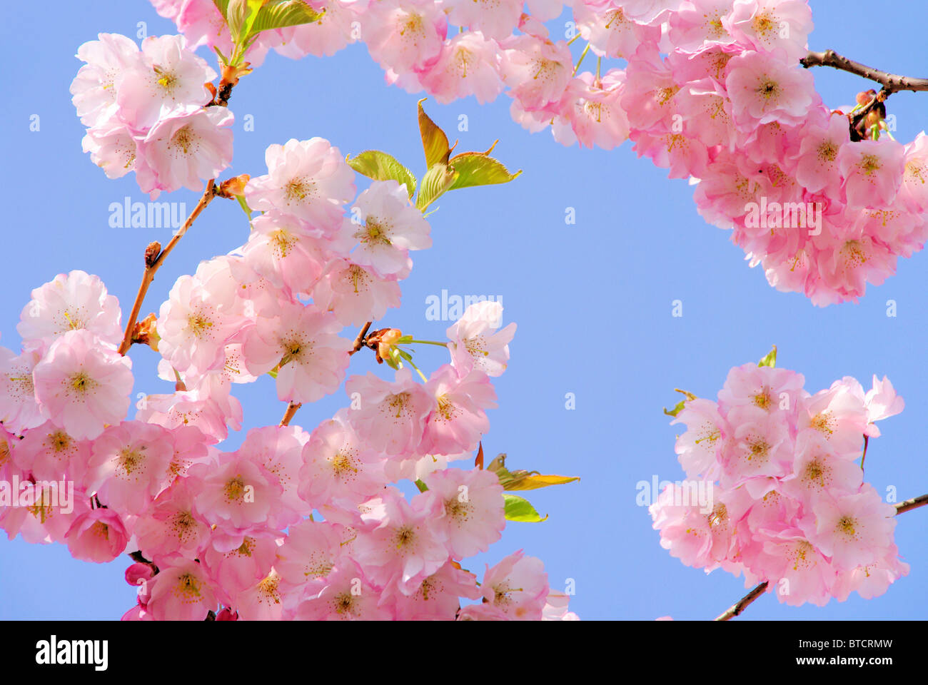 Rosa cherry hi-res stock photography and images - Alamy