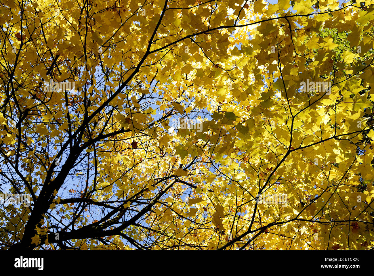 Beautiful yellow leaves on a maple tree Stock Photo - Alamy