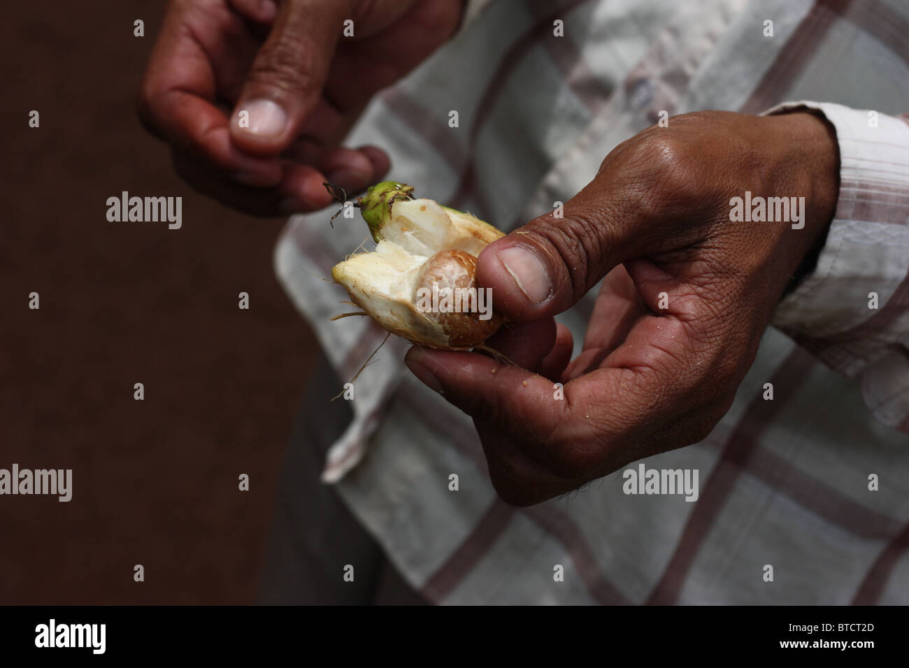 Betel nut hand hi-res stock photography and images - Alamy