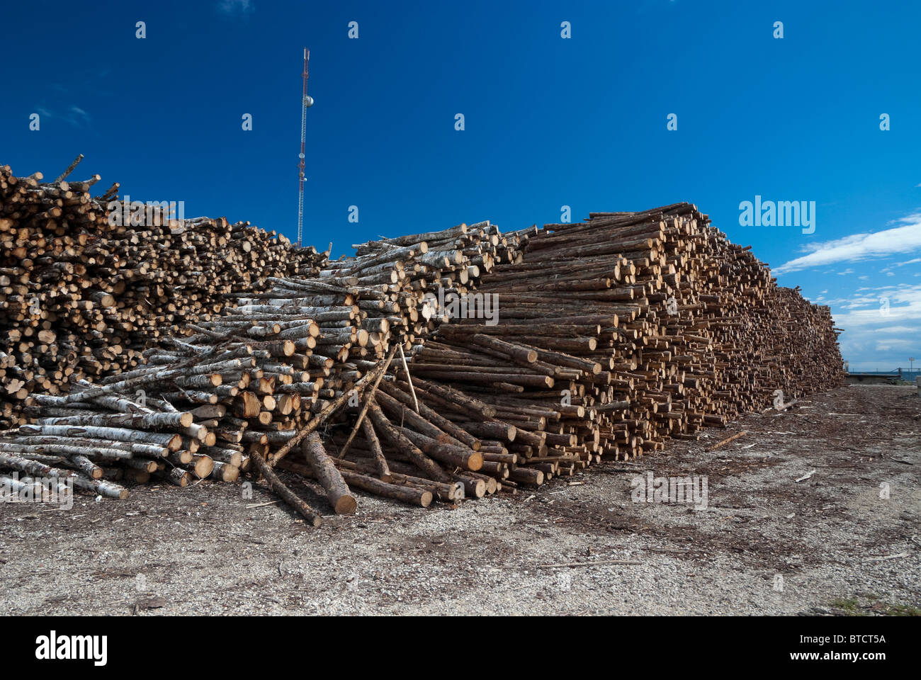 Timber prepared for transportation in Rihukula harbor in Estonia Stock ...