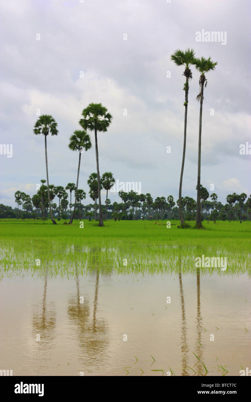 Palm trees in a rice field Stock Photo - Alamy