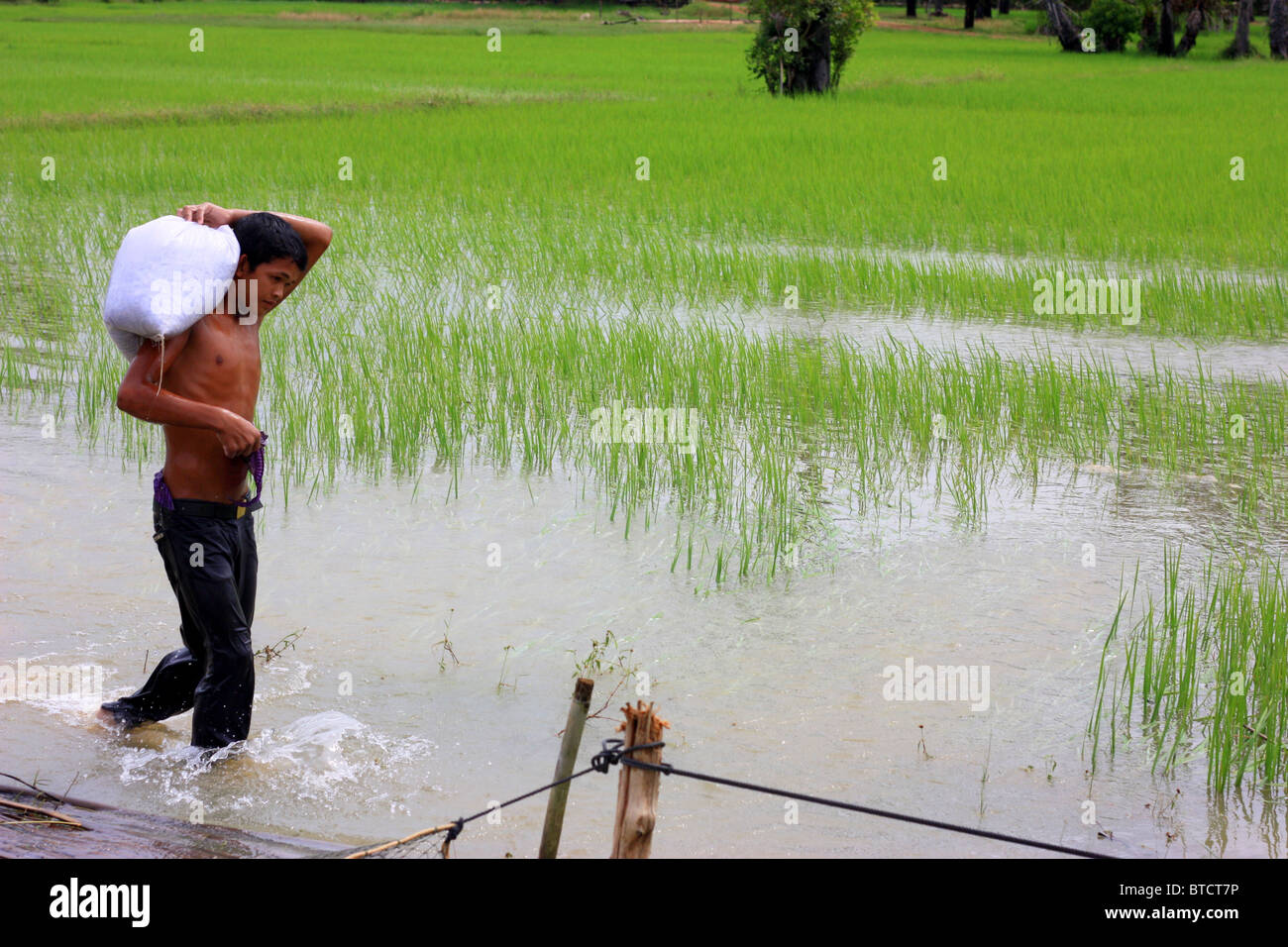 People working and fishing in rice fields during rain season Stock ...