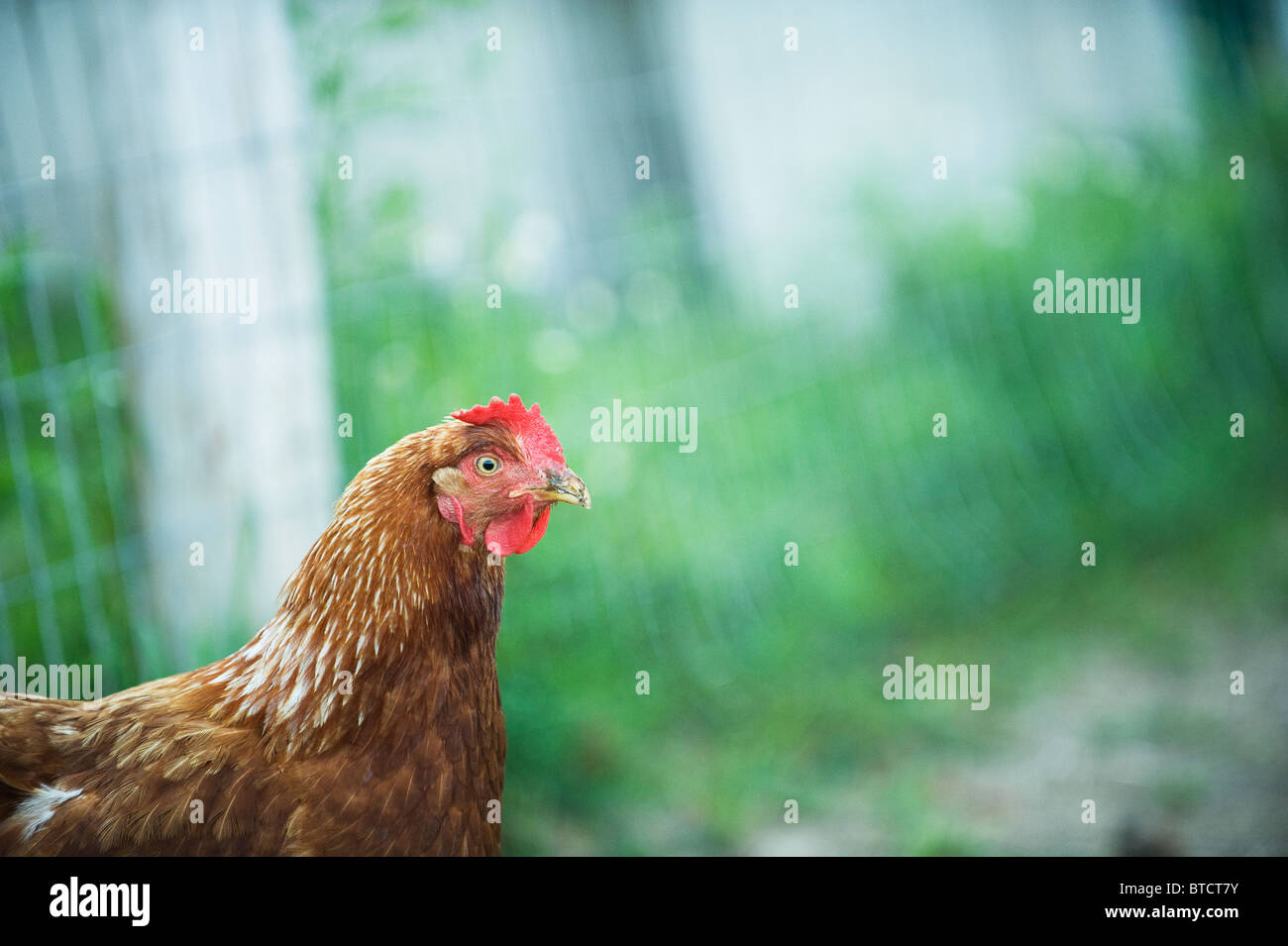 A rooster in a barn yard of a sustainable farm Stock Photo - Alamy