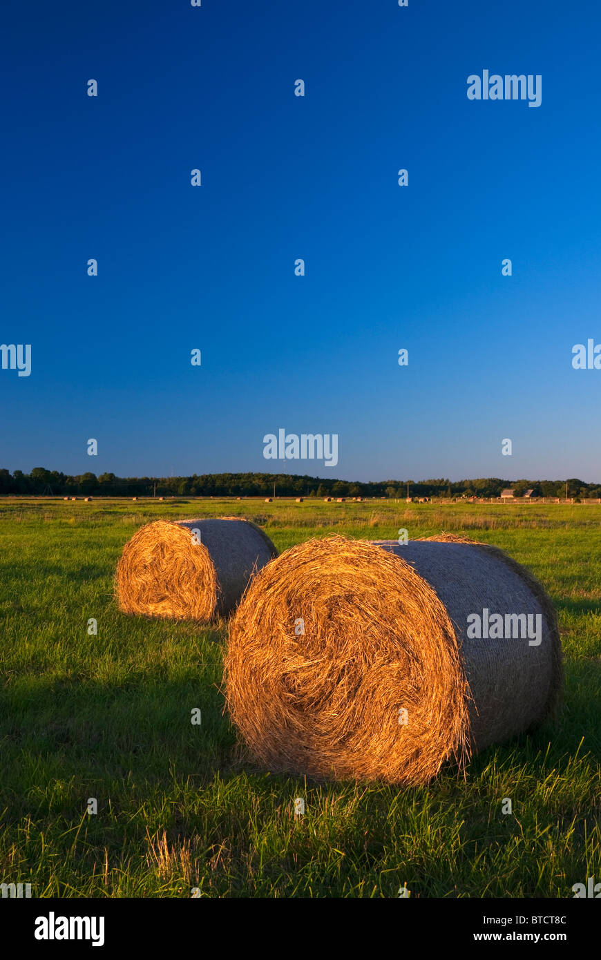 Straw rolls in a field in evening sunlight Stock Photo - Alamy