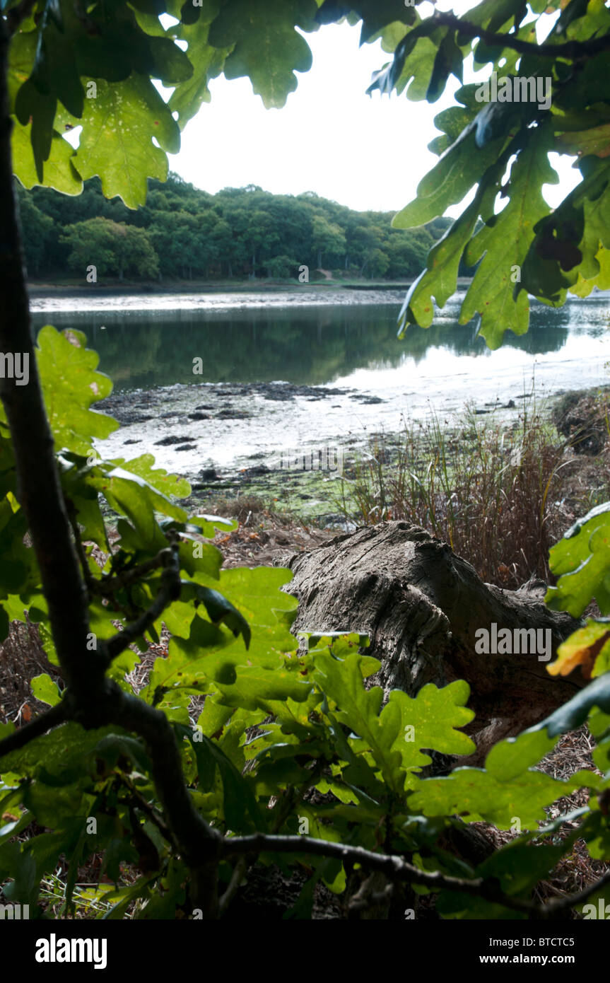 Oak frames hi-res stock photography and images - Alamy