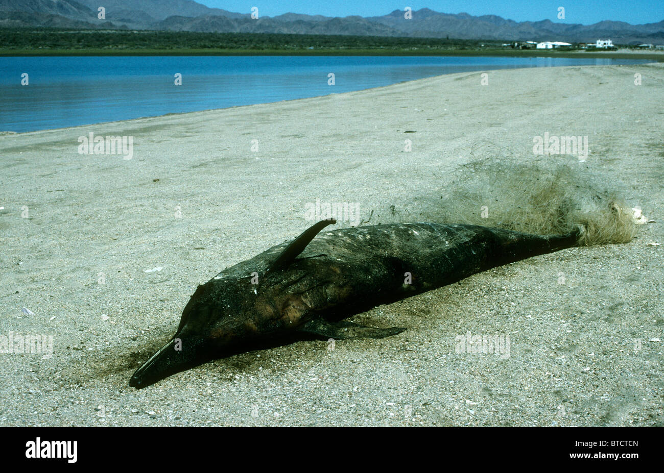Dolphin caught in fishing net hi-res stock photography and images - Alamy