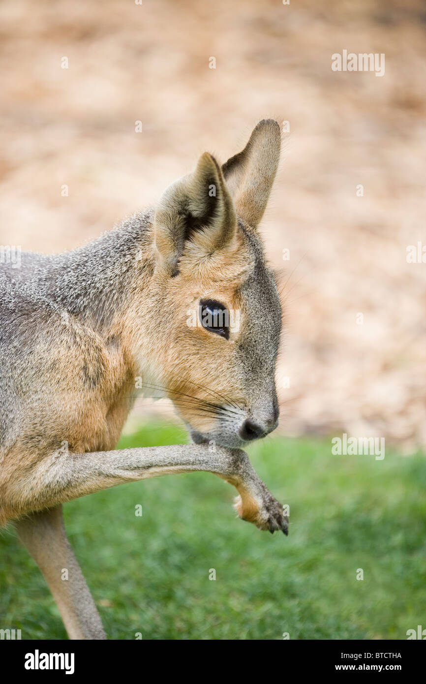 Patagonian Hare, or Mara (Dolichotis patagonum). Grooming forelimb ...