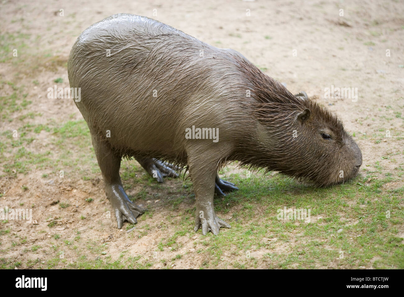 Webbed toes hi-res stock photography and images - Alamy