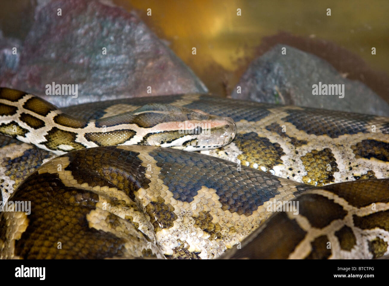 Photo of the big snake against stones Stock Photo - Alamy