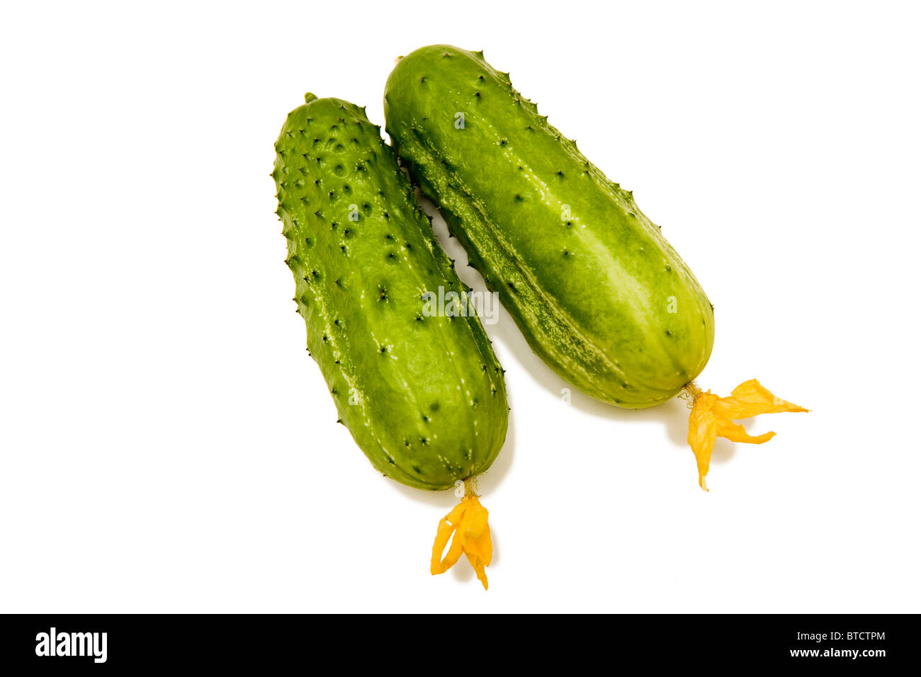 Photo of two cucumbers lying on leaves Stock Photo - Alamy