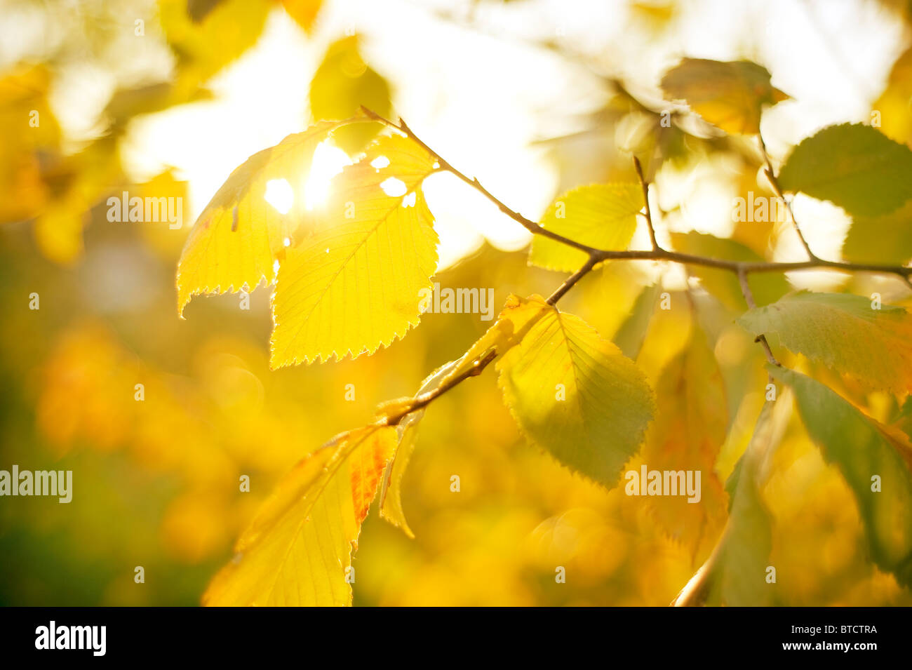 Autumn Leaves in the sunshine day Stock Photo - Alamy