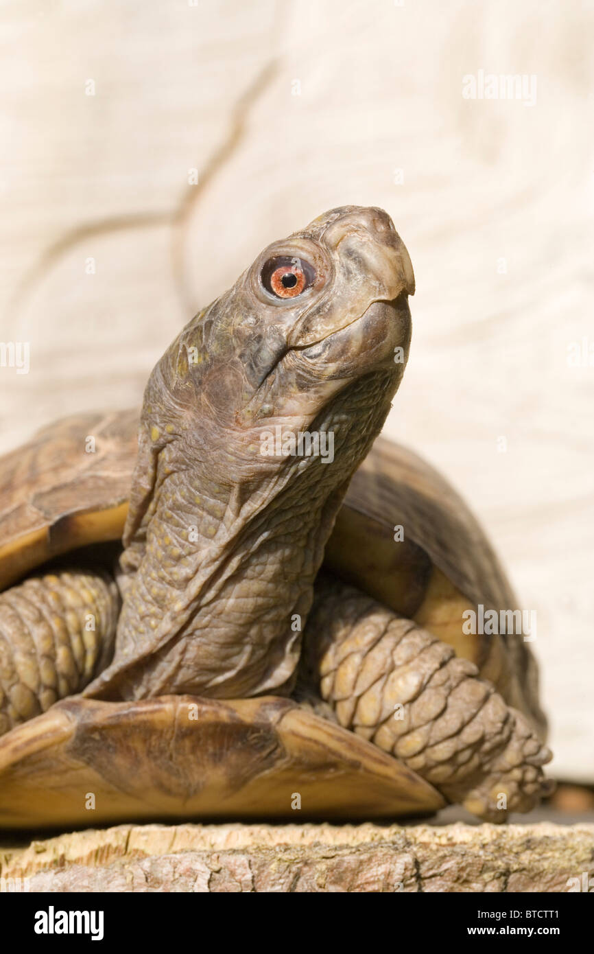 North American or Carolina Box Turtle (Terrapene carolina). Portrait ...
