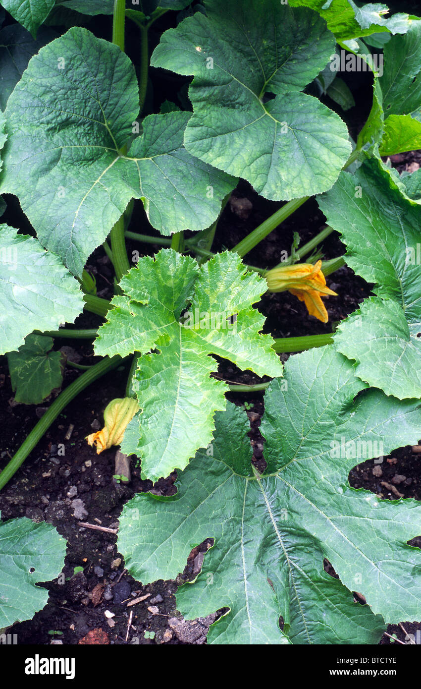 Close Up Of A Courgette Plant (Cucurbita pepo Stock Photo - Alamy