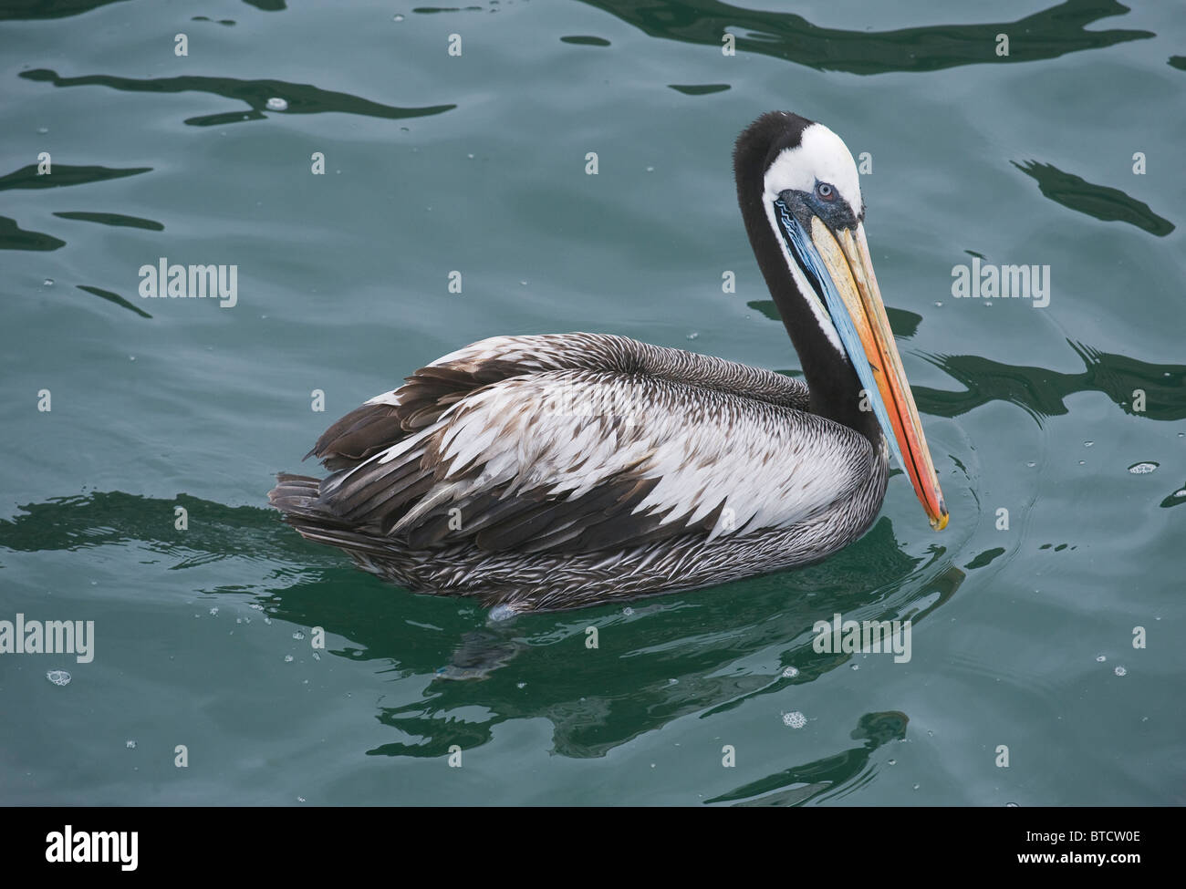 Peruvian Pelican (Pelecanus thagus) Pucusana, Peru Stock Photo - Alamy