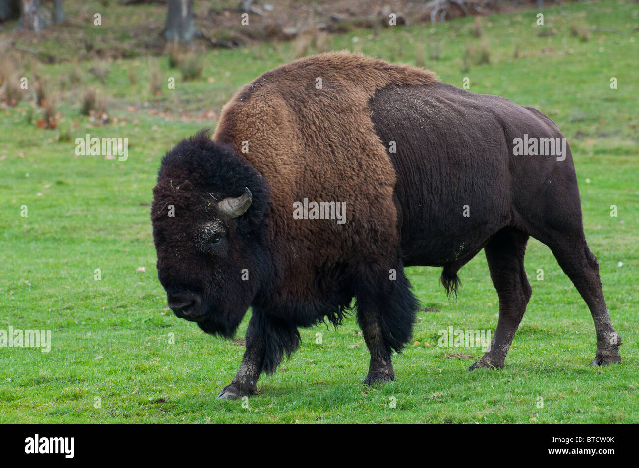 Omega park bison hi-res stock photography and images - Alamy
