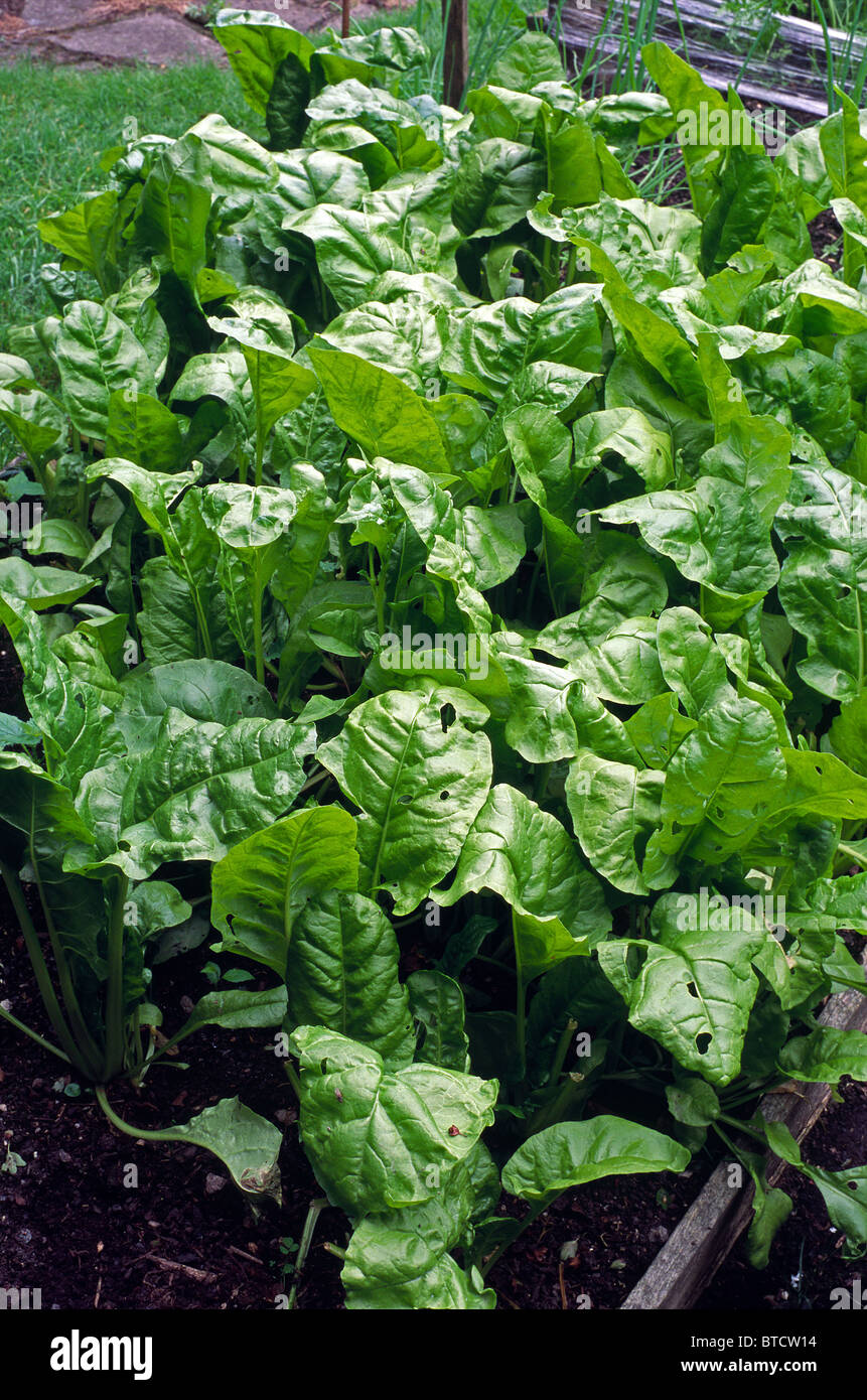 Spinach (Spinacia oleracea cultivar) growing in a vegetable garden ...