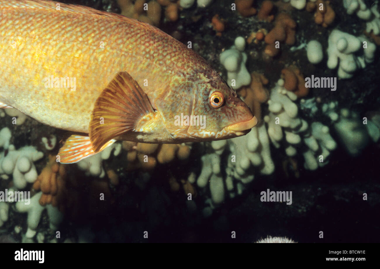 Ballan Wrasse. The UK's largest wrasse. Comes an many colour variations ...