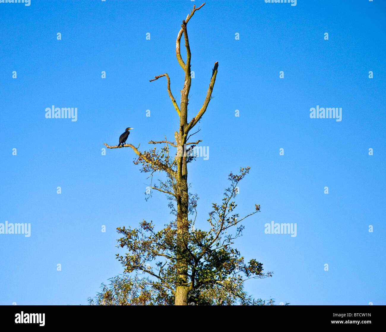 Bird in a tree Stock Photo - Alamy