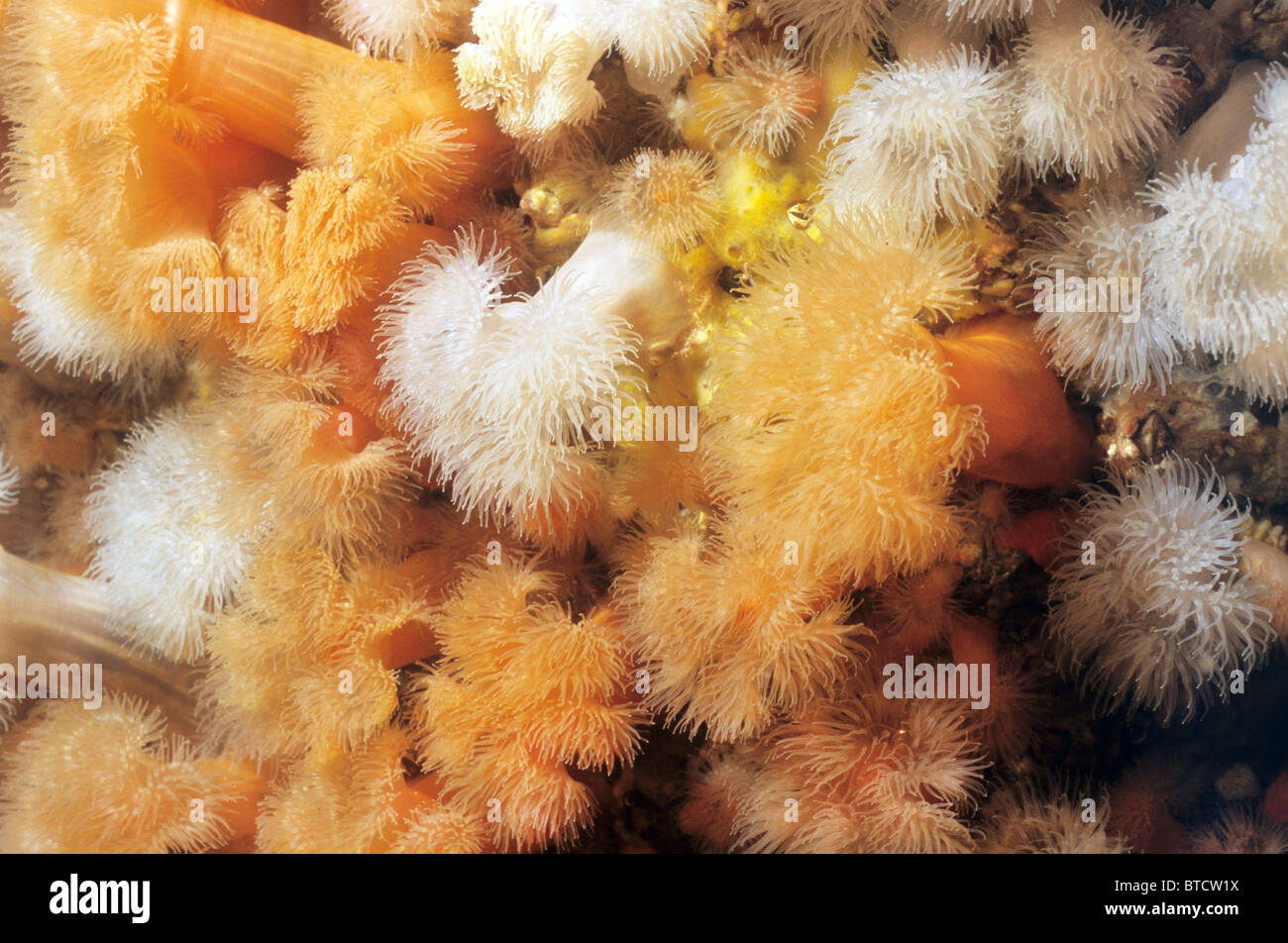 Orange plumose hi-res stock photography and images - Alamy