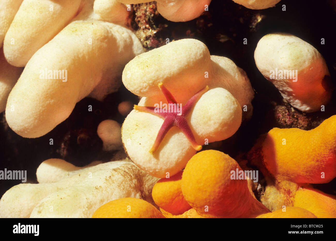 Henry the fish hi-res stock photography and images - Alamy