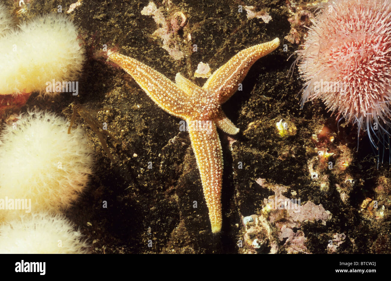 Common starfish growing new arm hi-res stock photography and images - Alamy