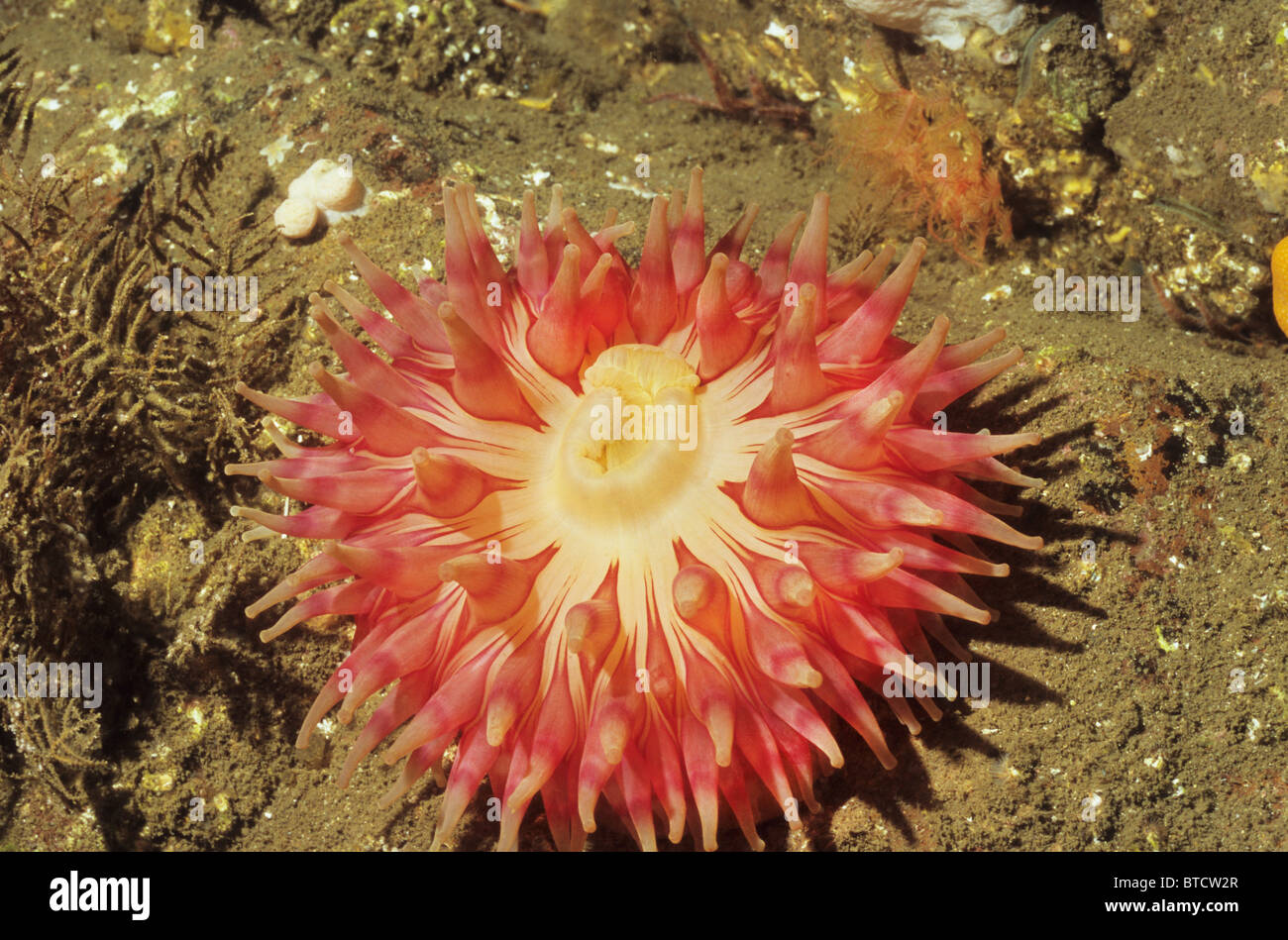 Dahlia Anemone. Colourful marine Anemone, found underwater off the ...