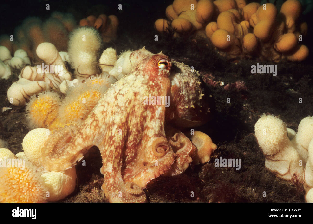 Octopus (or Curled Octopus, sitting on the sea bed, Underwater off St ...