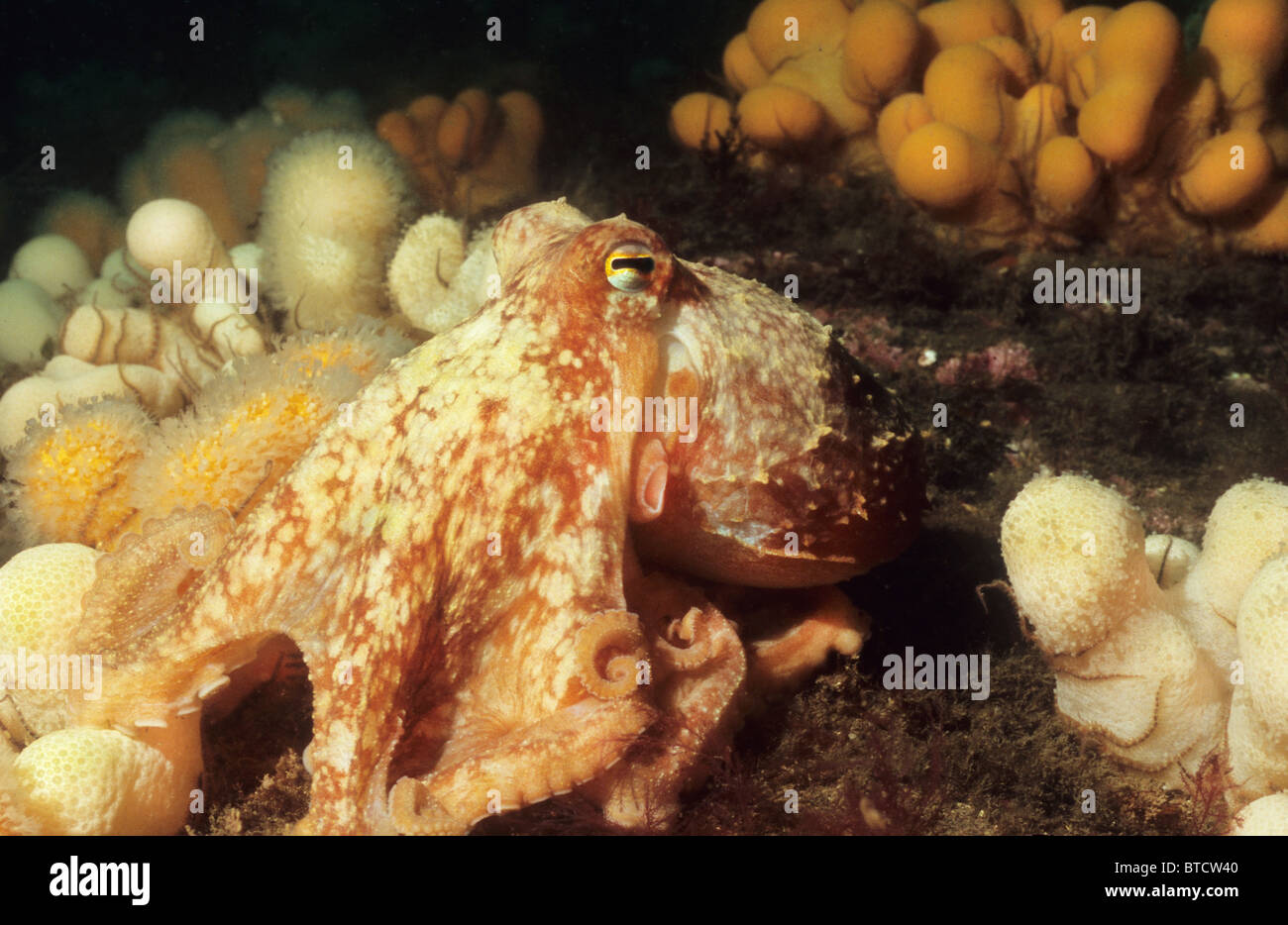 Octopus uk underwater hi-res stock photography and images - Alamy