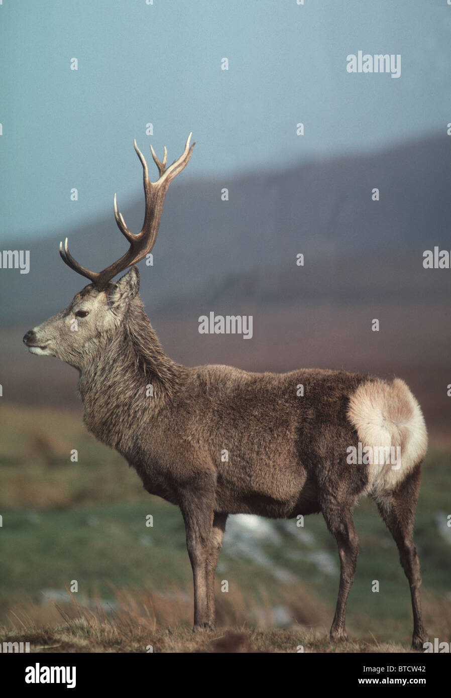 Yearling red deer stag hi-res stock photography and images - Alamy