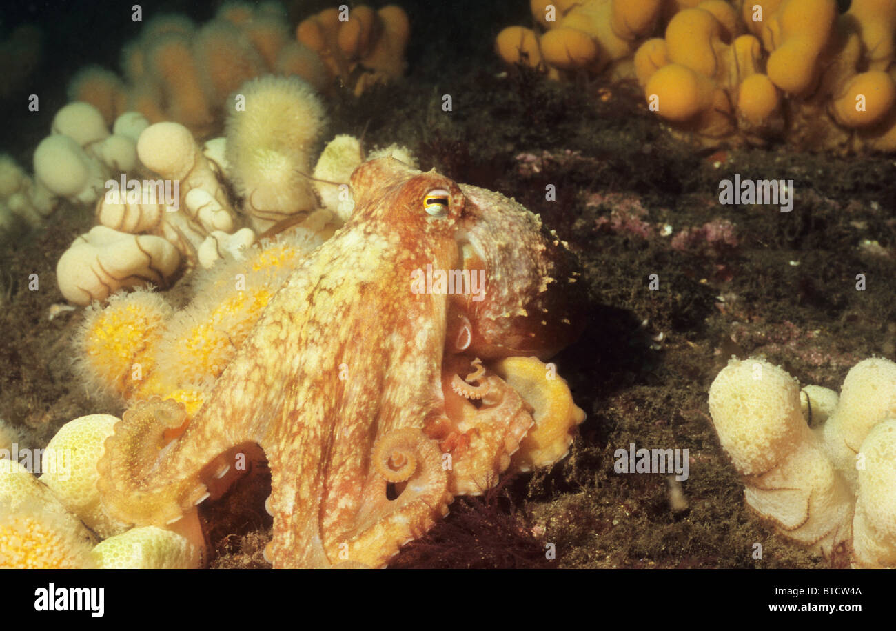 Octopus uk underwater hi-res stock photography and images - Alamy