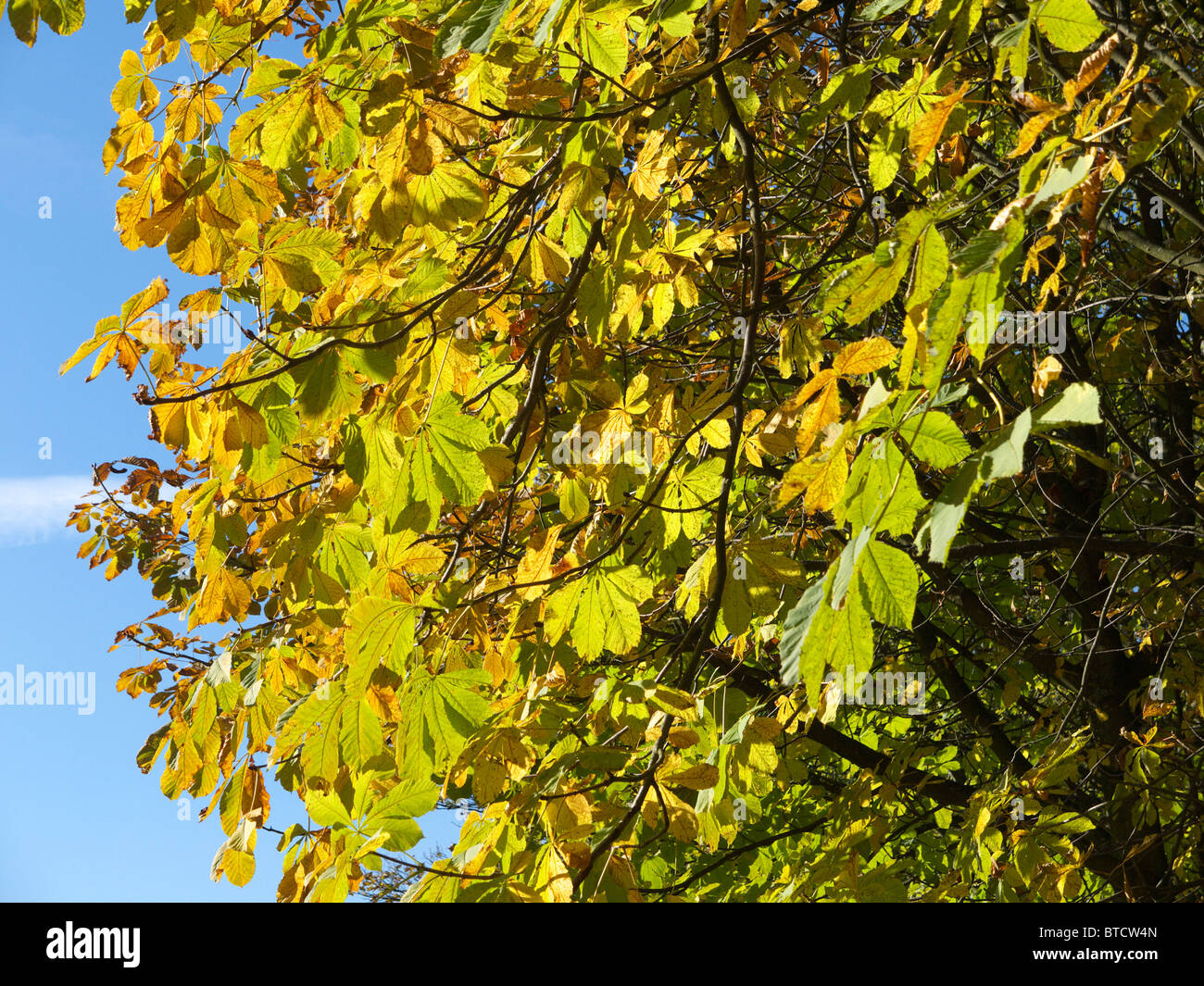 Horse Chestnut Tree Autumn High Resolution Stock Photography and Images ...