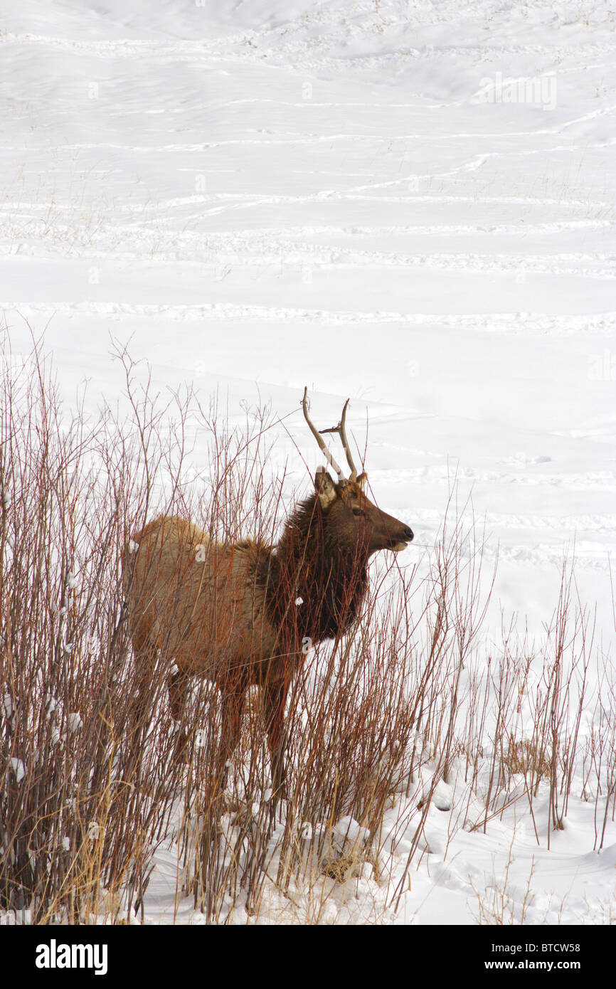 Elk in snow in Colorado Stock Photo - Alamy
