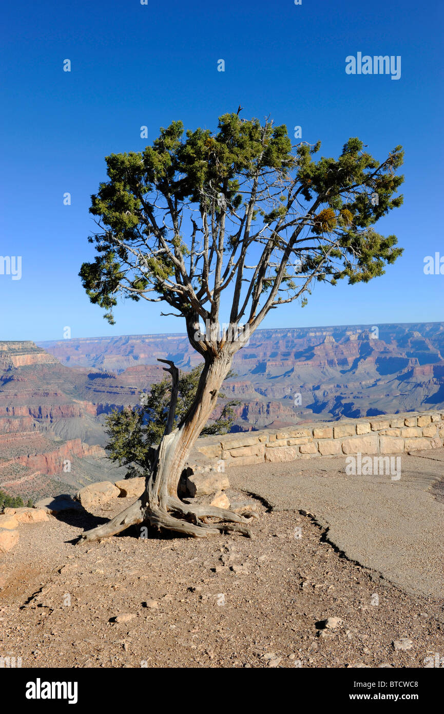 Grandview Point Grand Canyon National Park Arizona Stock Photo - Alamy