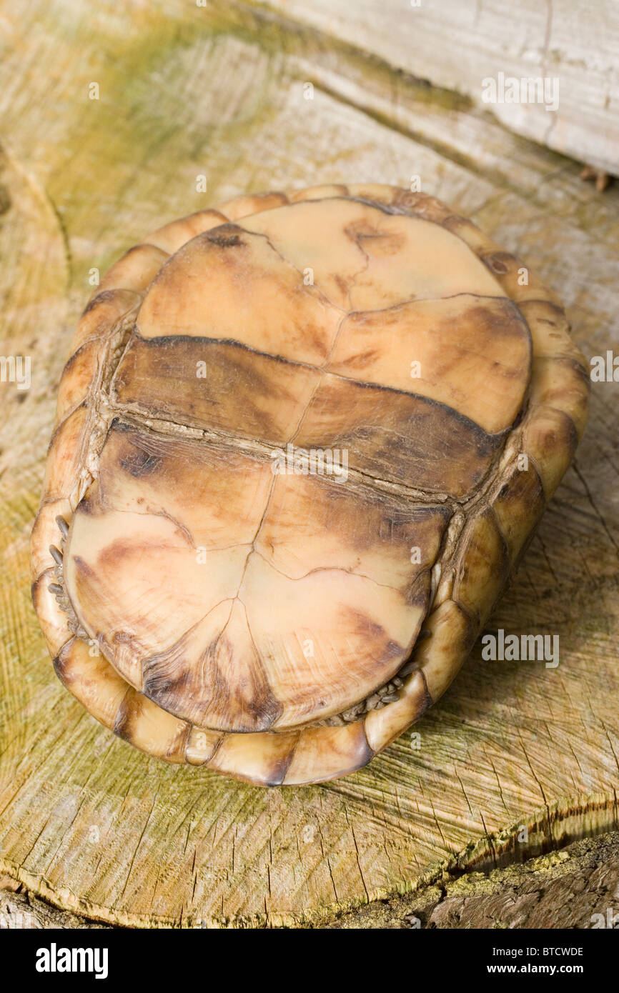 Wood turtle hi-res stock photography and images - Alamy