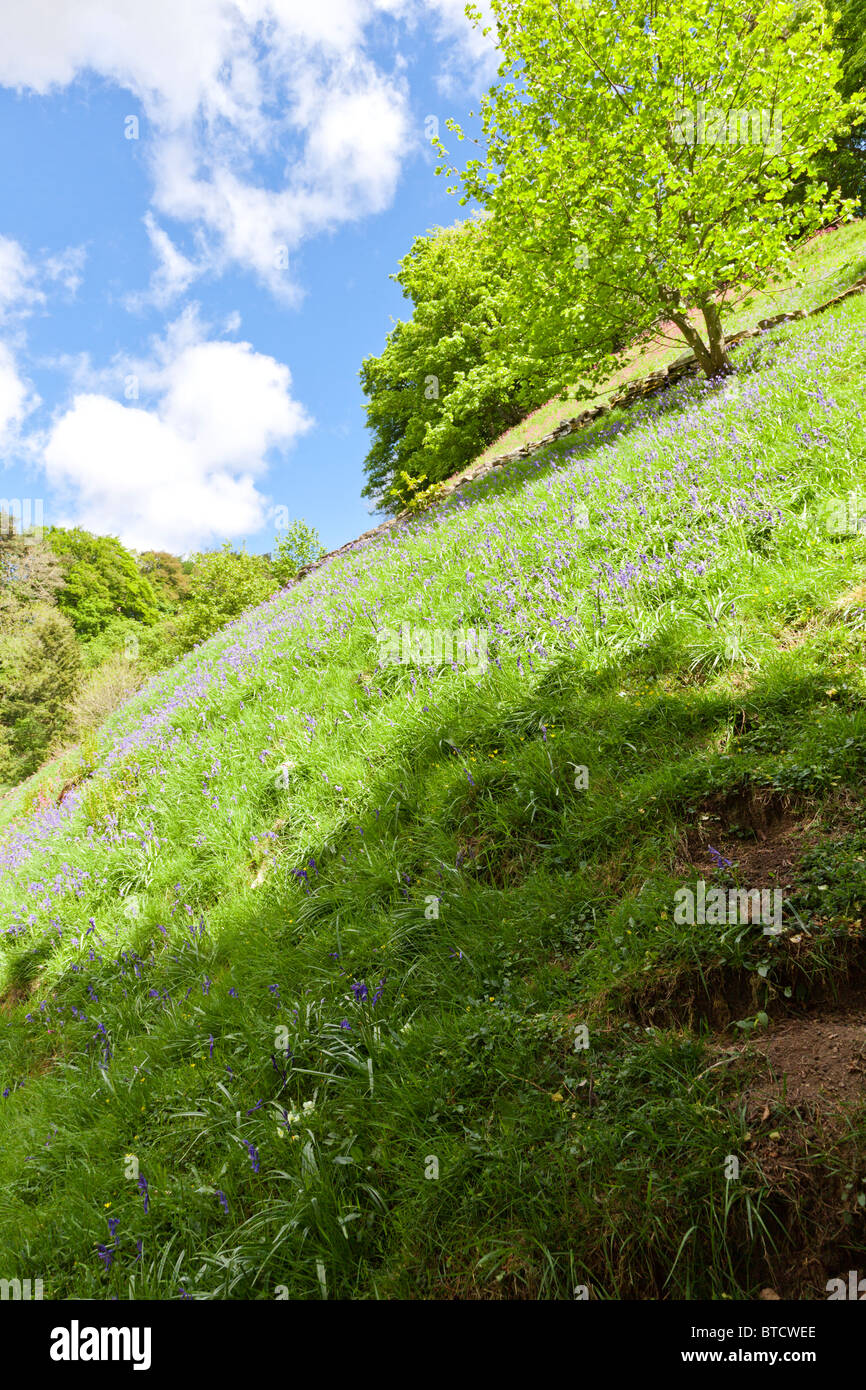 A field of flowers in spring. Yorkshire England Stock Photo - Alamy
