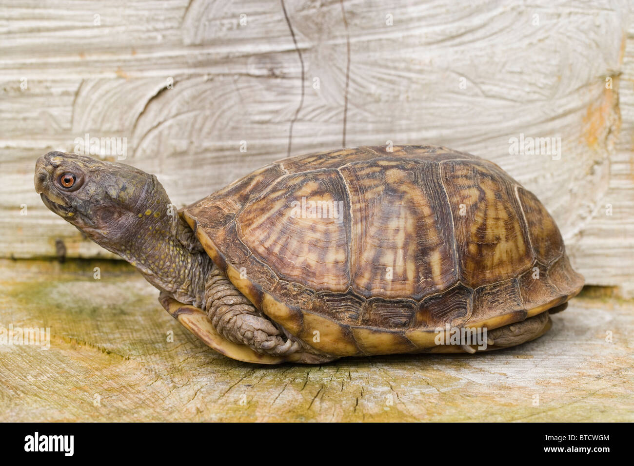 North american box turtle High Resolution Stock Photography and Images ...