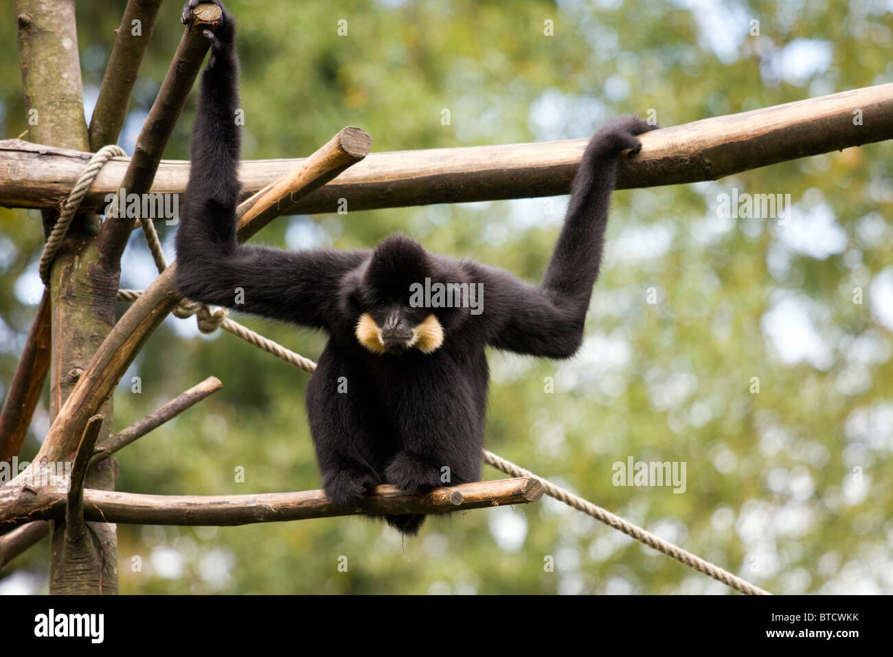 Gibbon sitting on the tree branch Stock Photo - Alamy