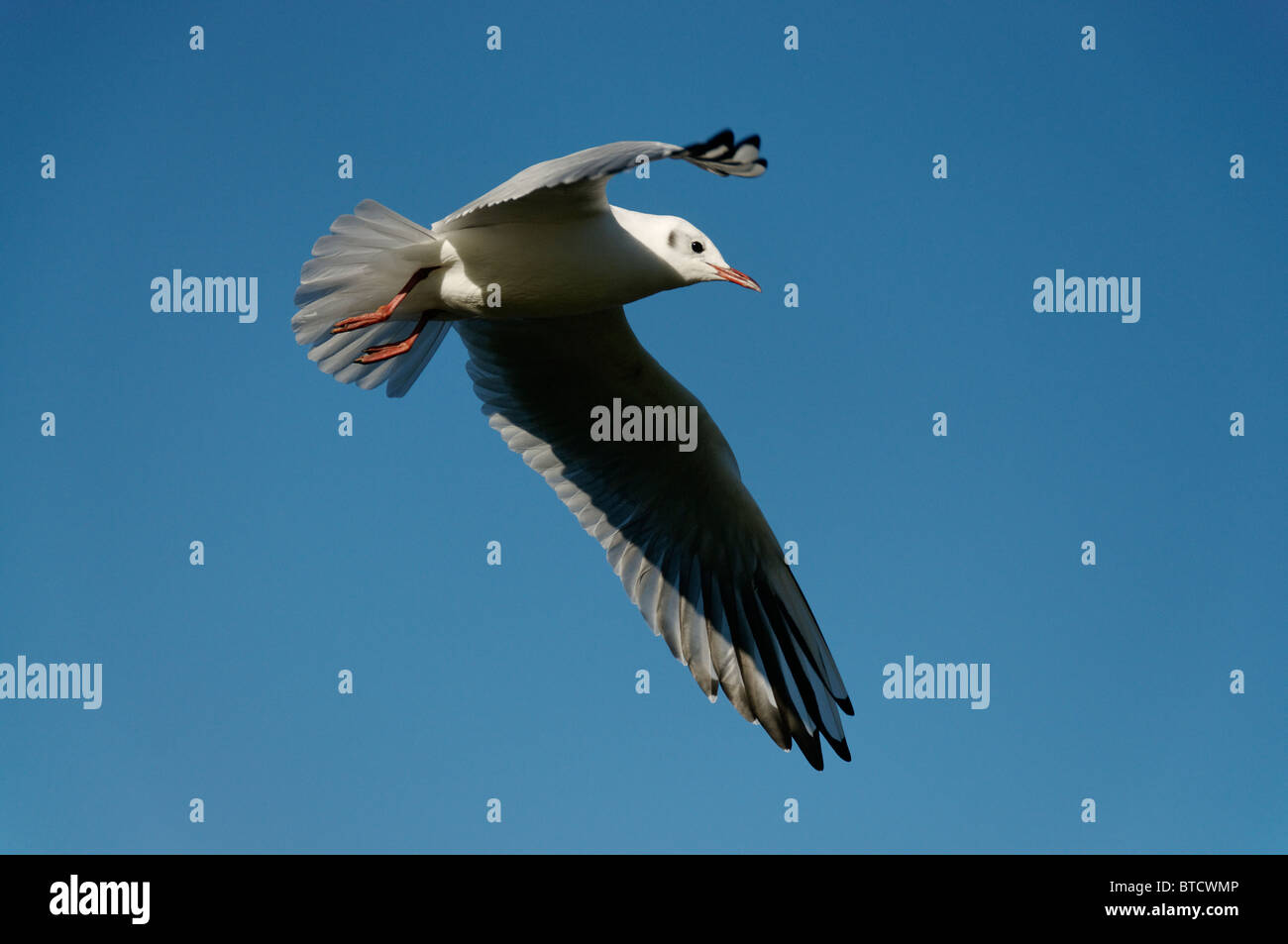 Gull flying overhead hi-res stock photography and images - Alamy